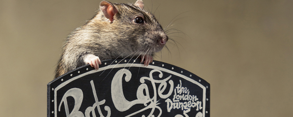 Le premier bar à rats vient d'ouvrir