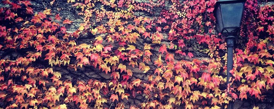 10 raisons qui nous font adorer être en automne