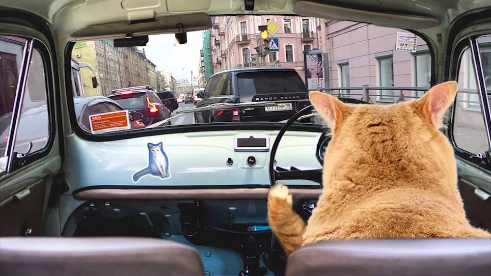 La pépite du jour : un chat bloqué dans une voiture appelle les ... La pépite du jour : un chat bloqué dans une voiture appelle les ...