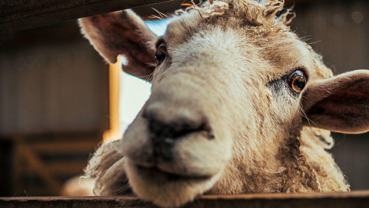 Des petits moutons tout mignons envahissent la Gare Saint-Lazare | Le ...