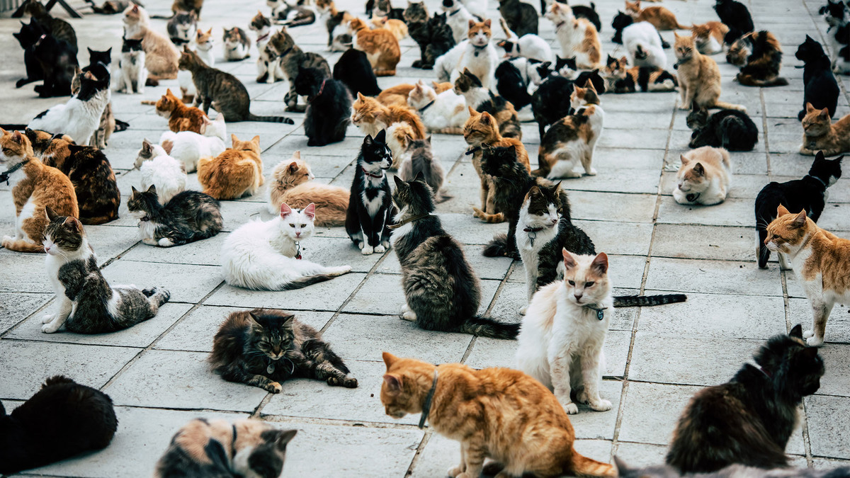 Ce refuge pour chats errants utilise la reconnaissance faciale | Le Bonbon