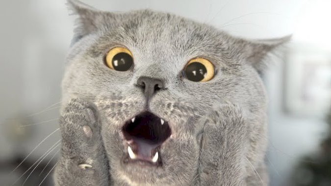 Meowlingual : le gadget qui vous permet de parler avec votre chat Le Bonbon