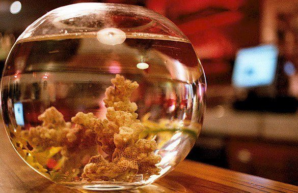 Le Poisson Rouge | Le Bonbon