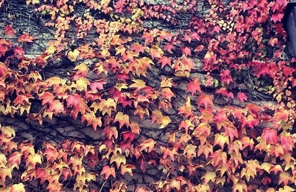 10 raisons qui nous font adorer être en automne | Le Bonbon