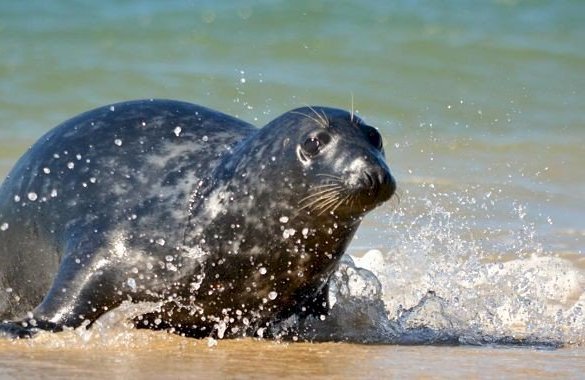 Spotted : le phoque You est de retour sur nos côtes ! | Le Bonbon