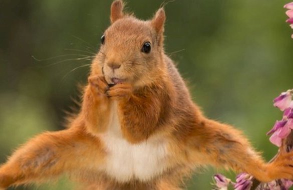 Les animaux sont drôles et ces photos le démontrent | Le Bonbon