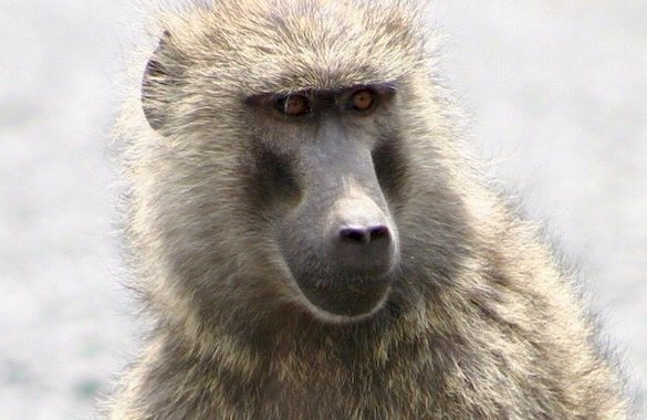 Alerte WTF : des singes se sont échappés du zoo de Vincennes | Le Bonbon Alerte WTF : des singes se sont échappés du zoo de Vincennes | Le Bonbon