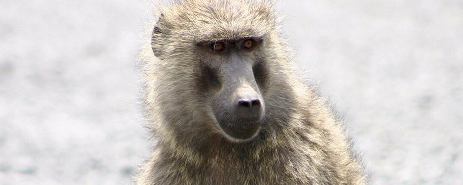 Alerte WTF : des singes se sont échappés du zoo de Vincennes | Le Bonbon Alerte WTF : des singes se sont échappés du zoo de Vincennes | Le Bonbon