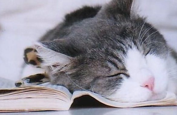 La « ronron thérapie » débarque dans une école de la région ! | Le Bonbon