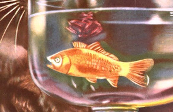 On a trouvé le refuge à poissons rouges de Paris | Le Bonbon