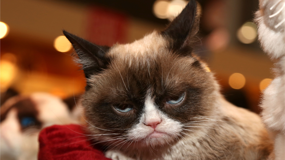 Grumpy Cat est mort, vive Grumpy Cat | Le Bonbon