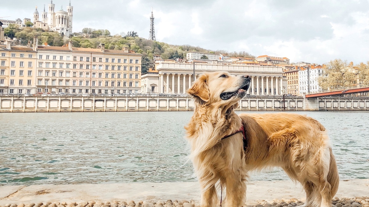 Top des animaux les plus famous de Lyon à suivre sur Instagram | Le Bonbon