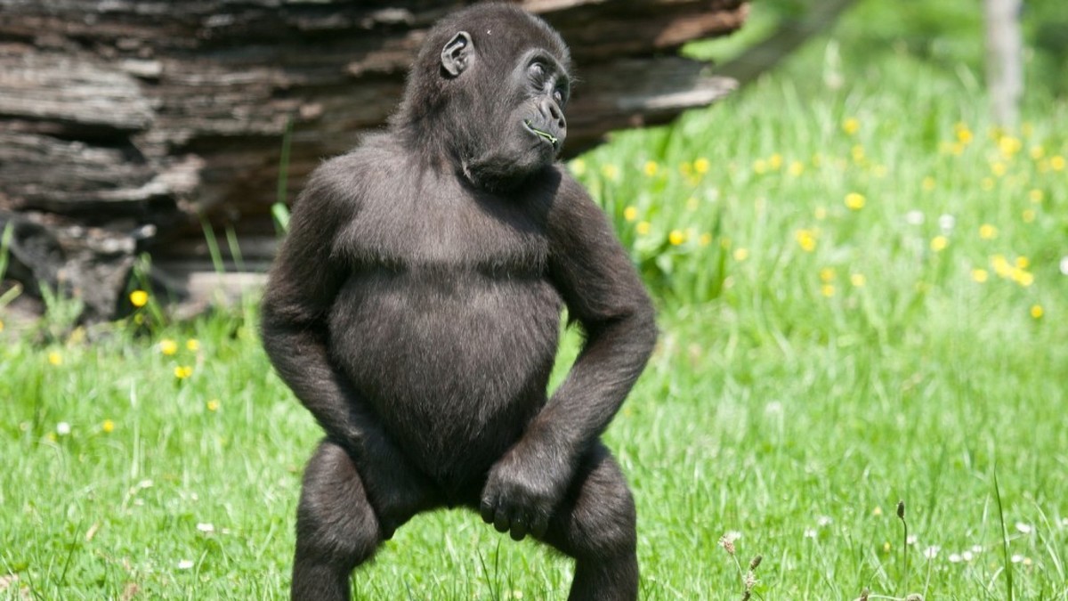 Préhistoire : nos ancêtres les singes aimaient déjà taper du pied | Le ...