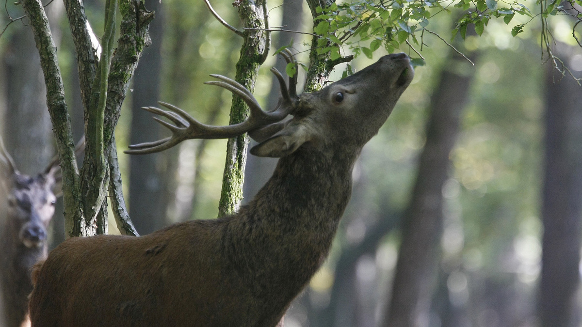 Observez les cerfs en plein cœur de la forêt de Rambouillet | Le Bonbon