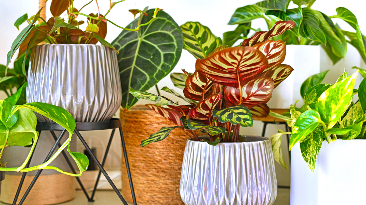 Plantes pour Tous revient avec une grande vente éphémère à 2 € à Nantes ... Plantes pour Tous revient avec une grande vente éphémère à 2 € à Nantes ...