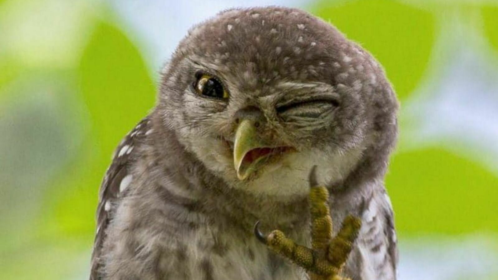 Alerte mignonnerie : des photos à mourir de rire de chouettes en train ...