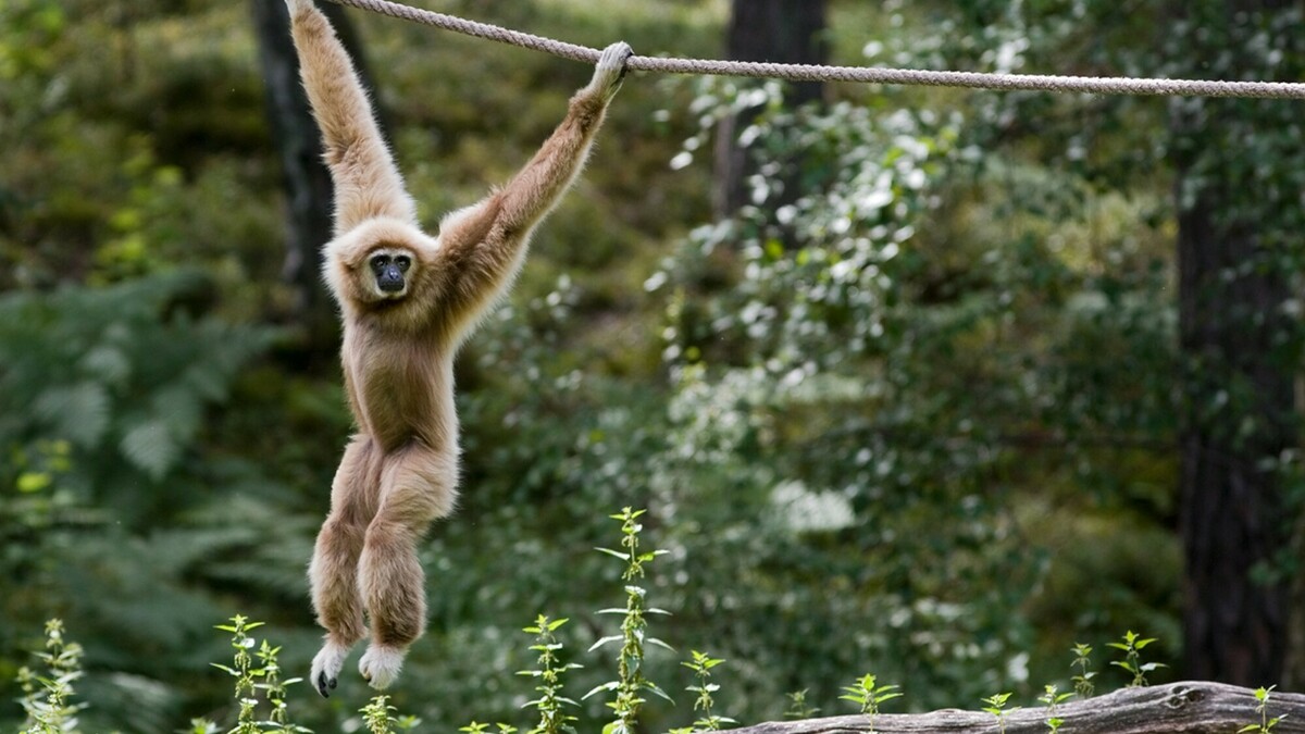 Bienvenue à Elliot, le nouveau singe du zoo de Lille | Le Bonbon
