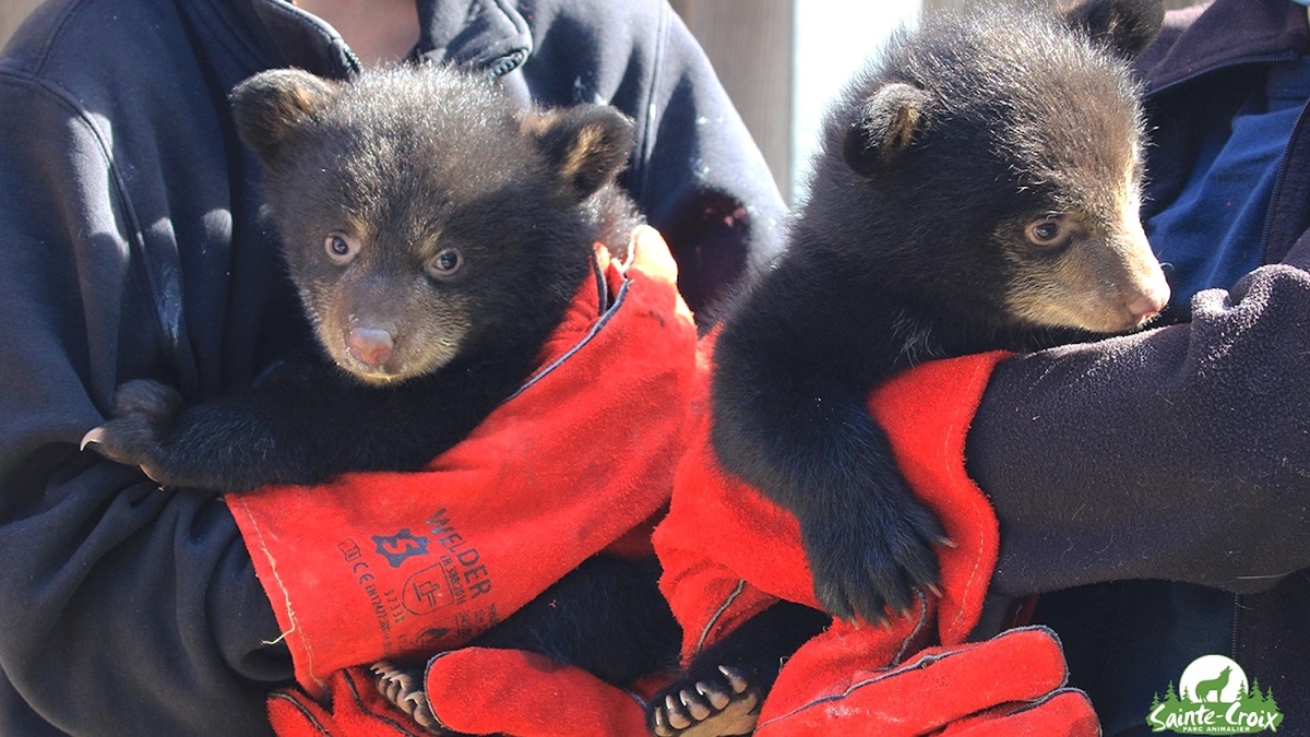 Deux adorables oursons sont nés dans un parc animalier à 1h de ...