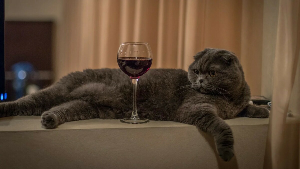 Pépite : du "vin pour chats" pour prendre l'apéro avec sa boule de ...