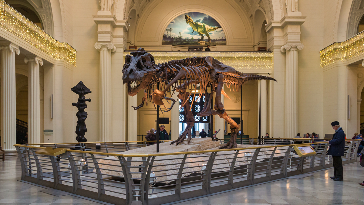 Un incroyable Tyrannosaure Rex de 11 mètres de long va être exposé à ...