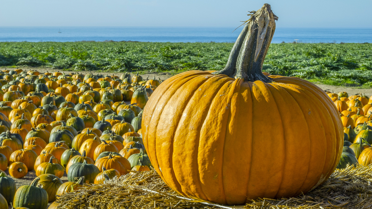 Le festival des Courges fait son retour au parc de la Tête d’Or ce week ...