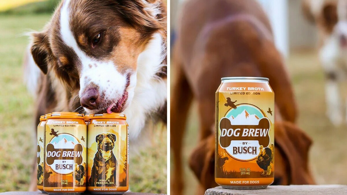 Pépite : il existe désormais une bière pour chien... à la dinde ! | Le ...