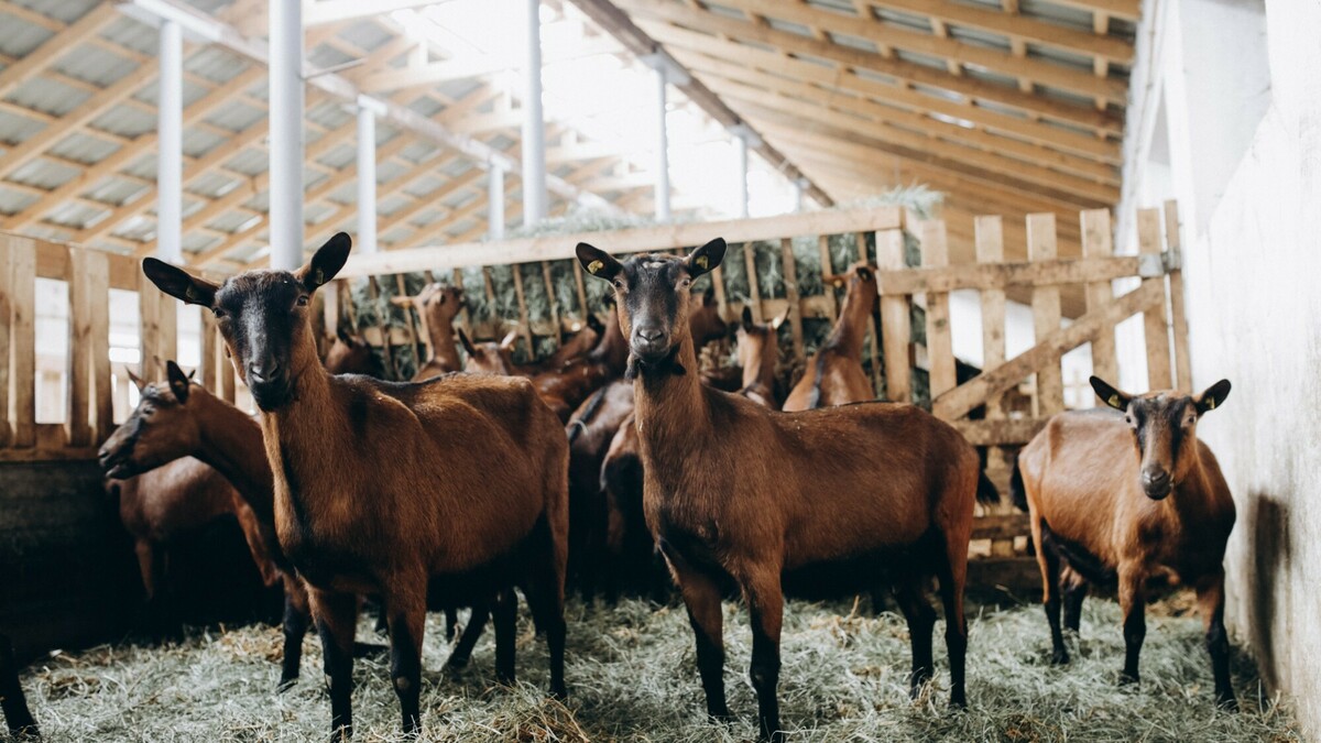 3 chèvres retrouvées ligotées à Tourcoing attendent désormais d'être ...