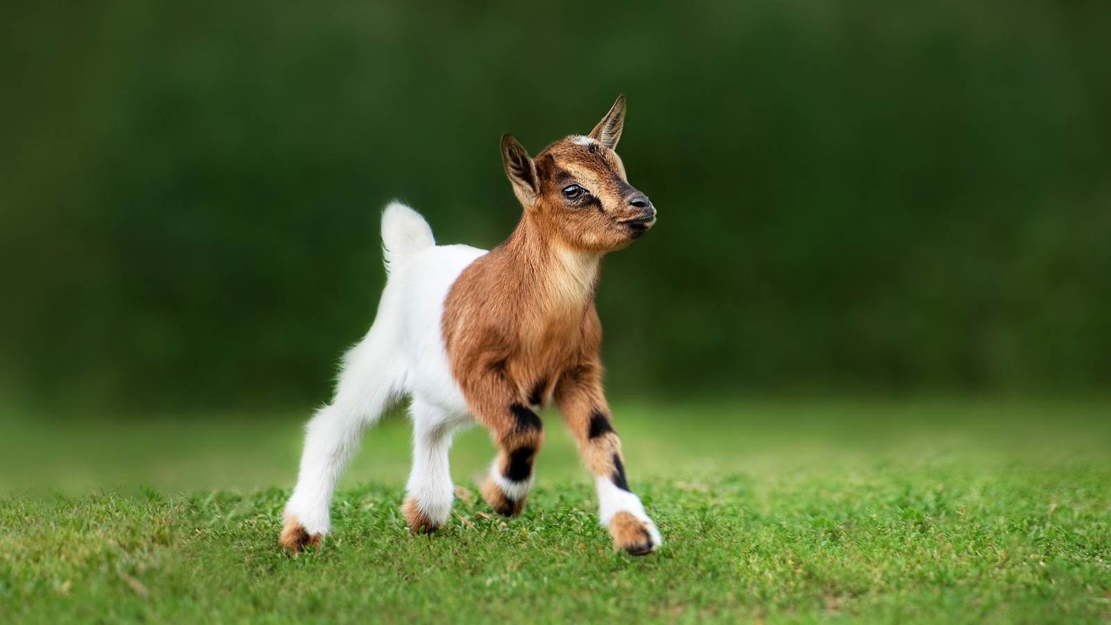 Une asso cherche des adoptants pour des petits chevreaux sauvés de l ...
