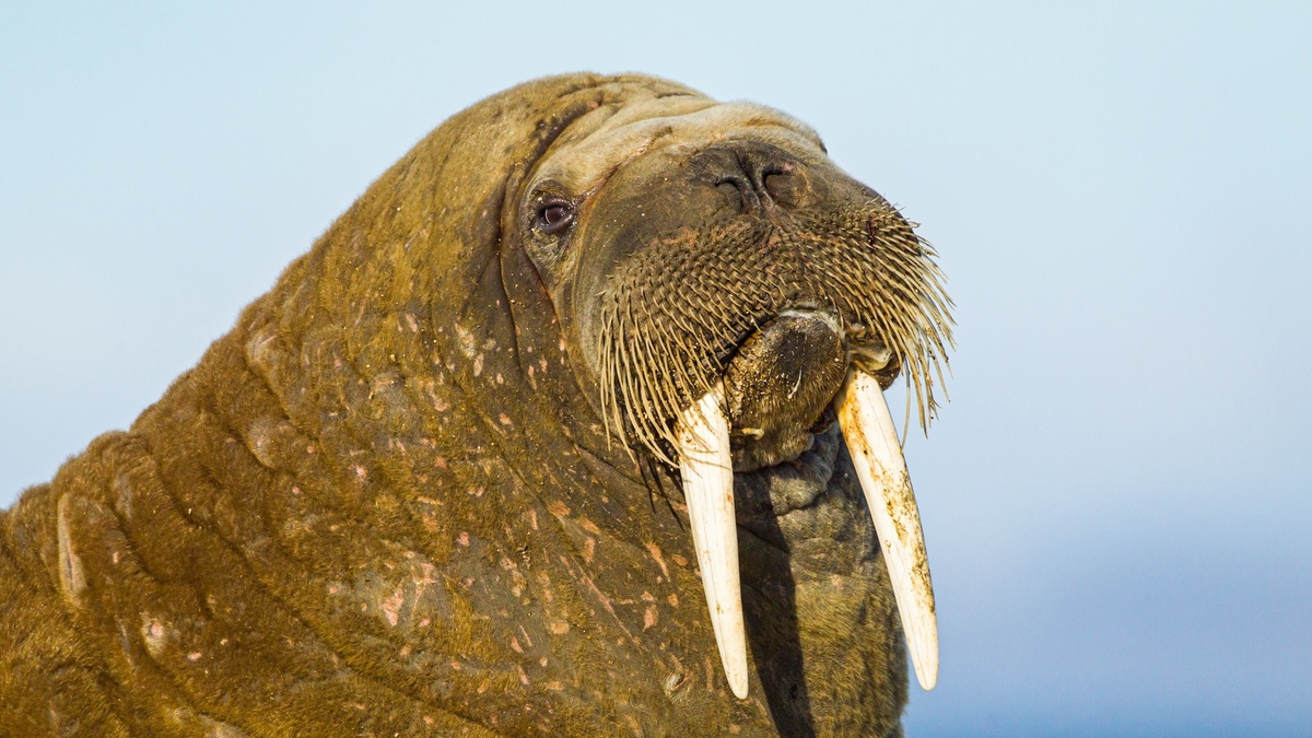 Un feu d'artifice du Nouvel An annulé pour ne pas déranger un morse ...