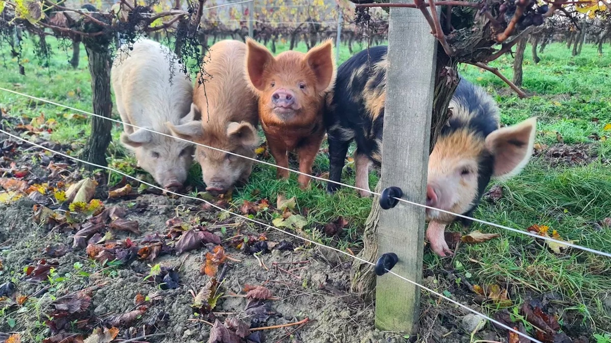 Plutôt que des produits chimiques, des cochons nains désherbent nos ...