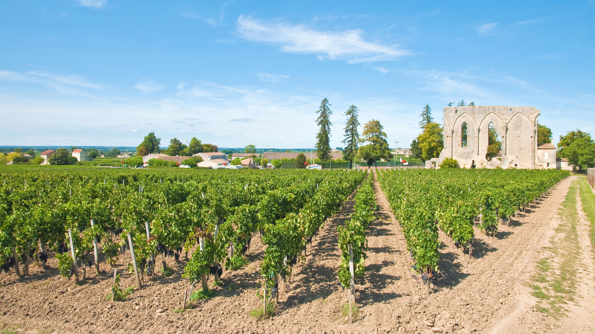 Une scène de stand-up s'installe dans les vignes à côté de Saint ...