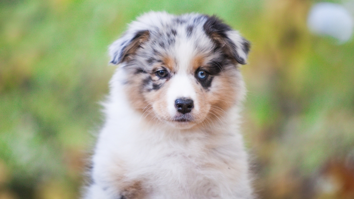 Quelles sont les races de chiens préférées des Bordelais ? | Le Bonbon