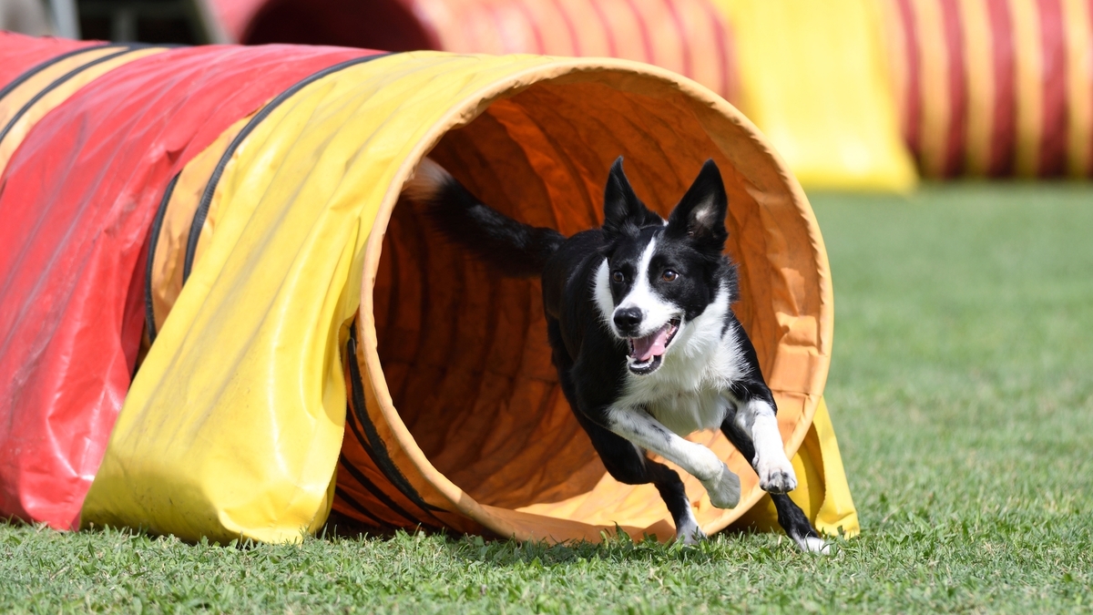 The first Dog Olympics will take place in August, just 1 hour away from ...