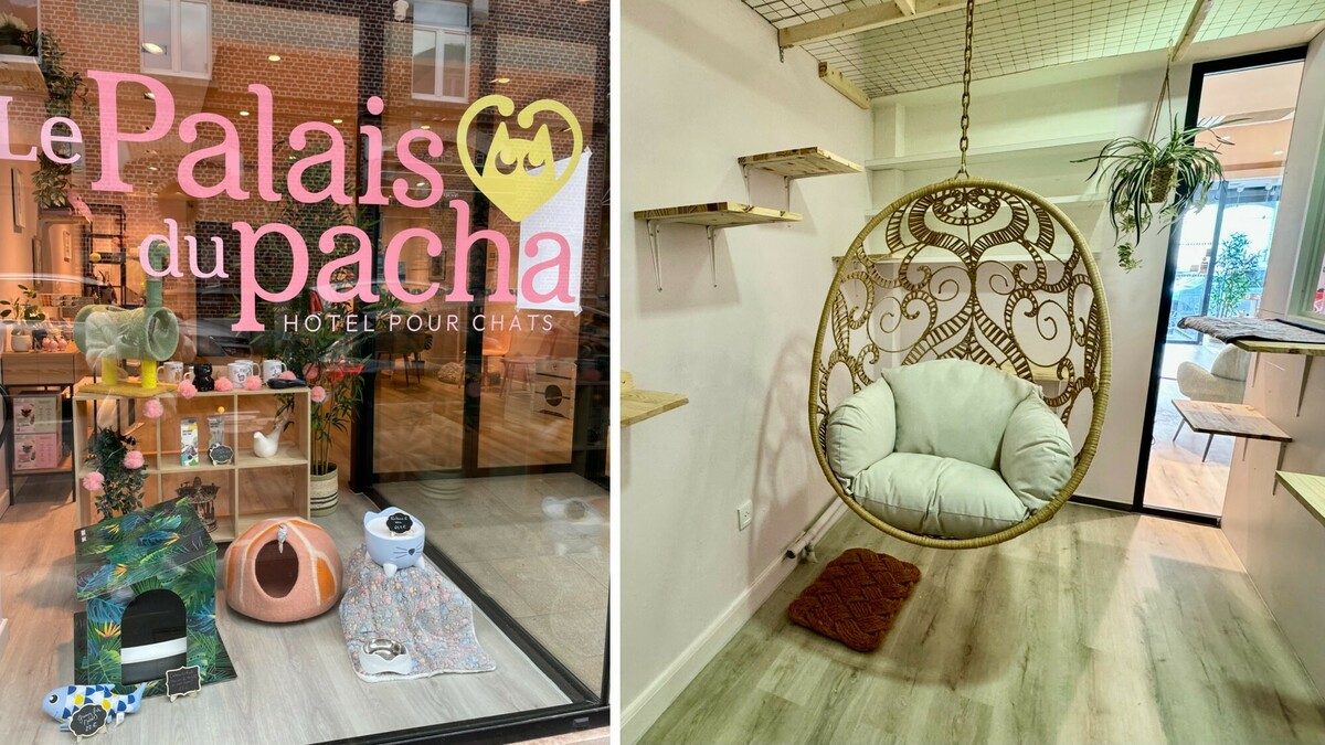 Le Palais du Pacha : un hôtel urbain et royal pour chat s'est installé ...