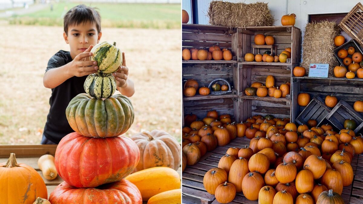 Des ateliers sculpture de citrouilles dans un grand jardin potager à 25 ...