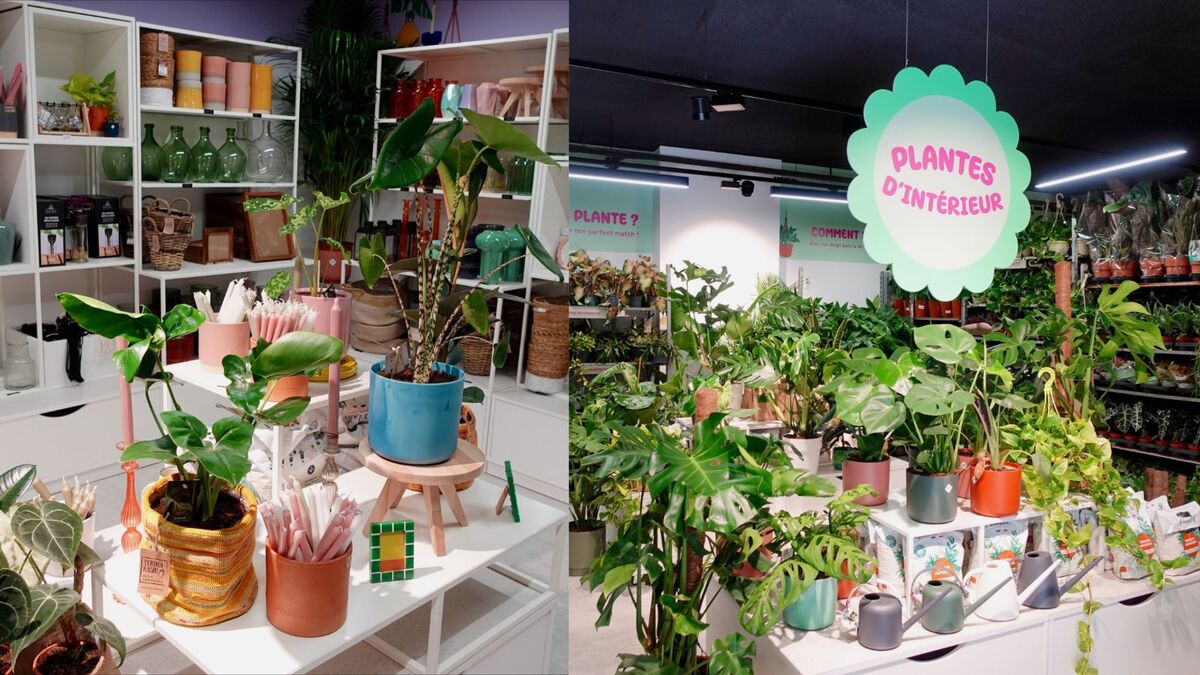 Plantes Pour Tous revient à Bordeaux avec des prix plus petits que ... Plantes Pour Tous revient à Bordeaux avec des prix plus petits que ...