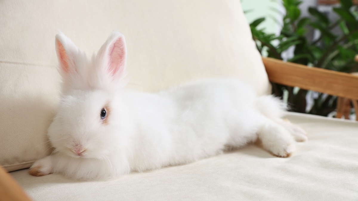 The first rabbit bar in France, with furry balls to adopt, is opening ...