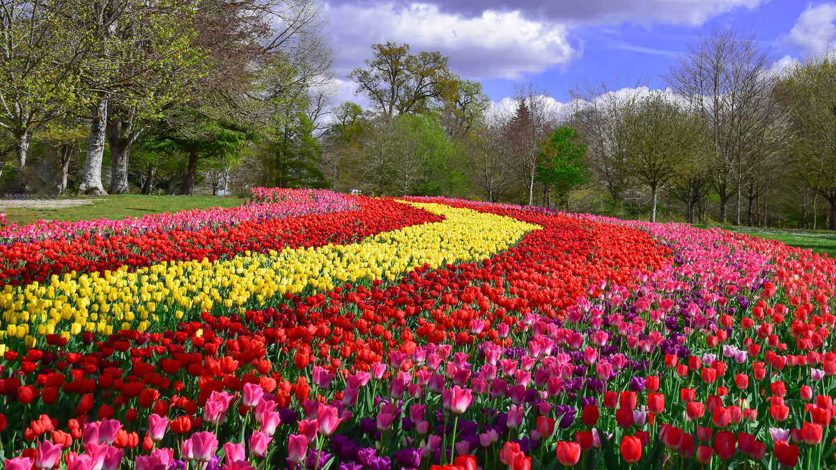 Just 2 hours from Paris, this garden filled with 500,000 tulips is ...
