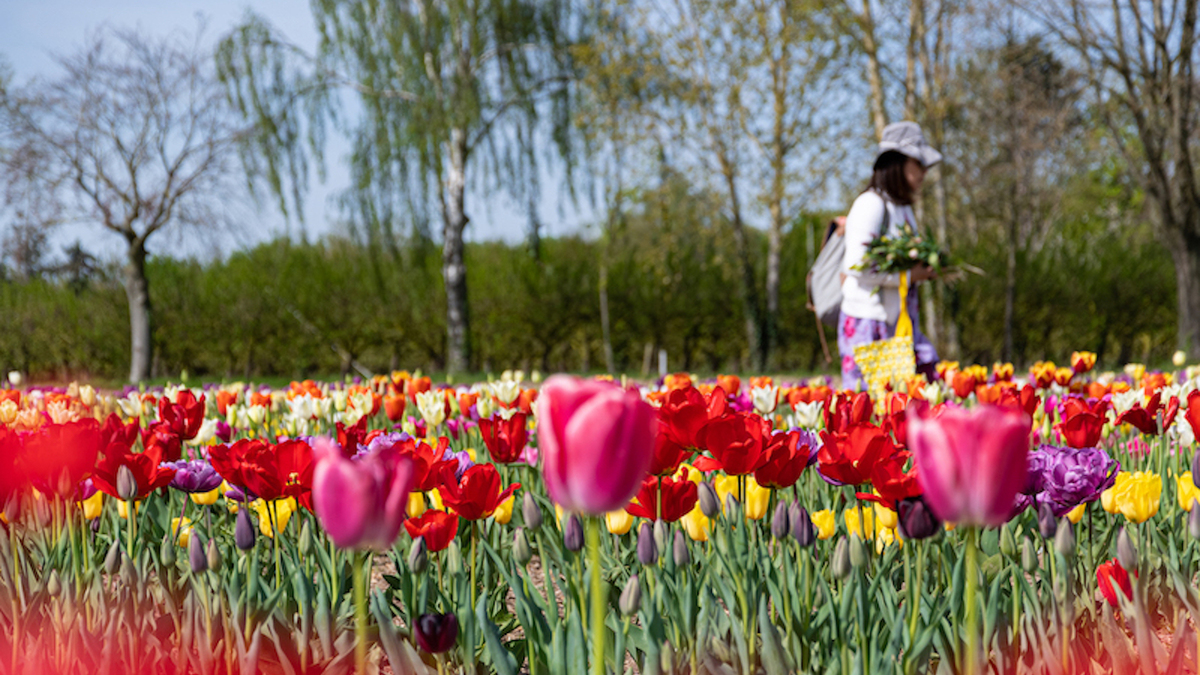 A 60-hectare field where you can pick your flowers, fruits, and ...