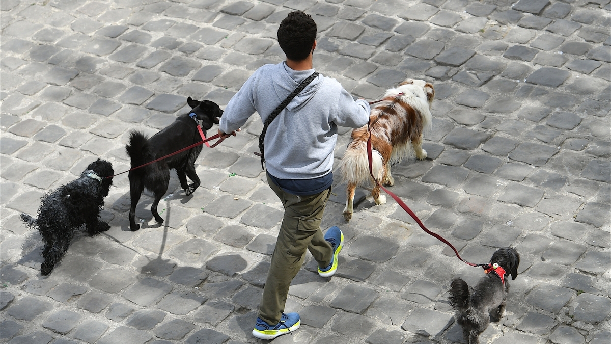 [EN IMAGES] Des centaines de chiens ont défilé sur les Champs-Élysées ...