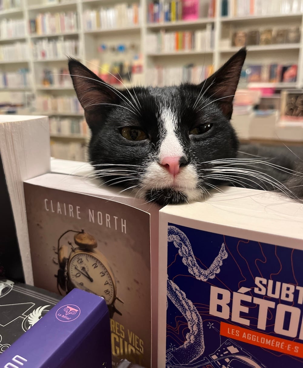 The one and only purring bookstore in France, with cats and books, is ...