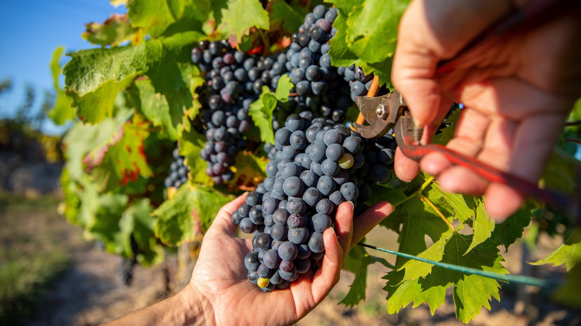 L'un des meilleurs vins du monde vient d'être élu à côté de Lyon et la ...