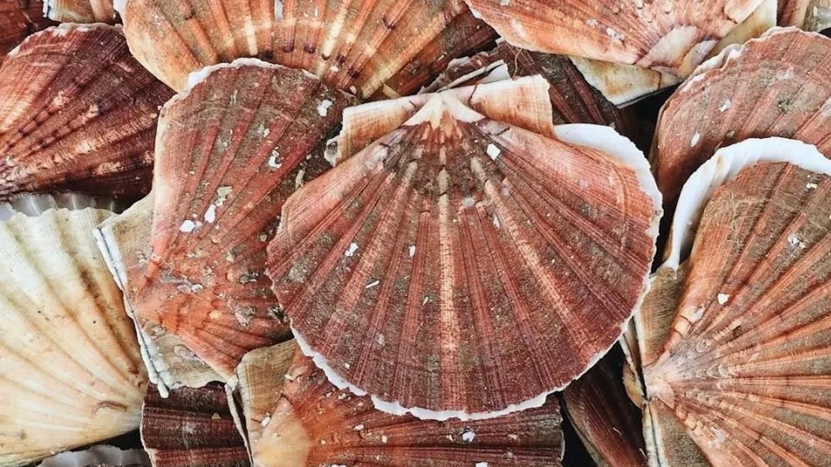 Dégustations gratuites de coquilles Saint-Jacques à Montmartre ! | Le ...